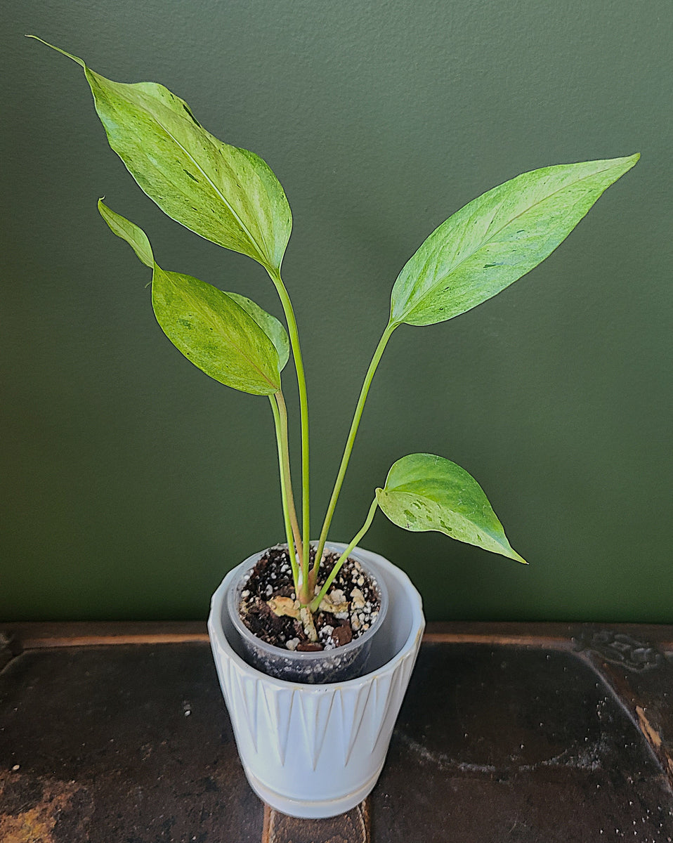 Anthurium hookerii var. – Chlorophyll Culture