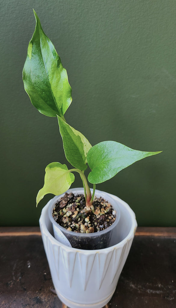 Anthurium hookerii var. – Chlorophyll Culture