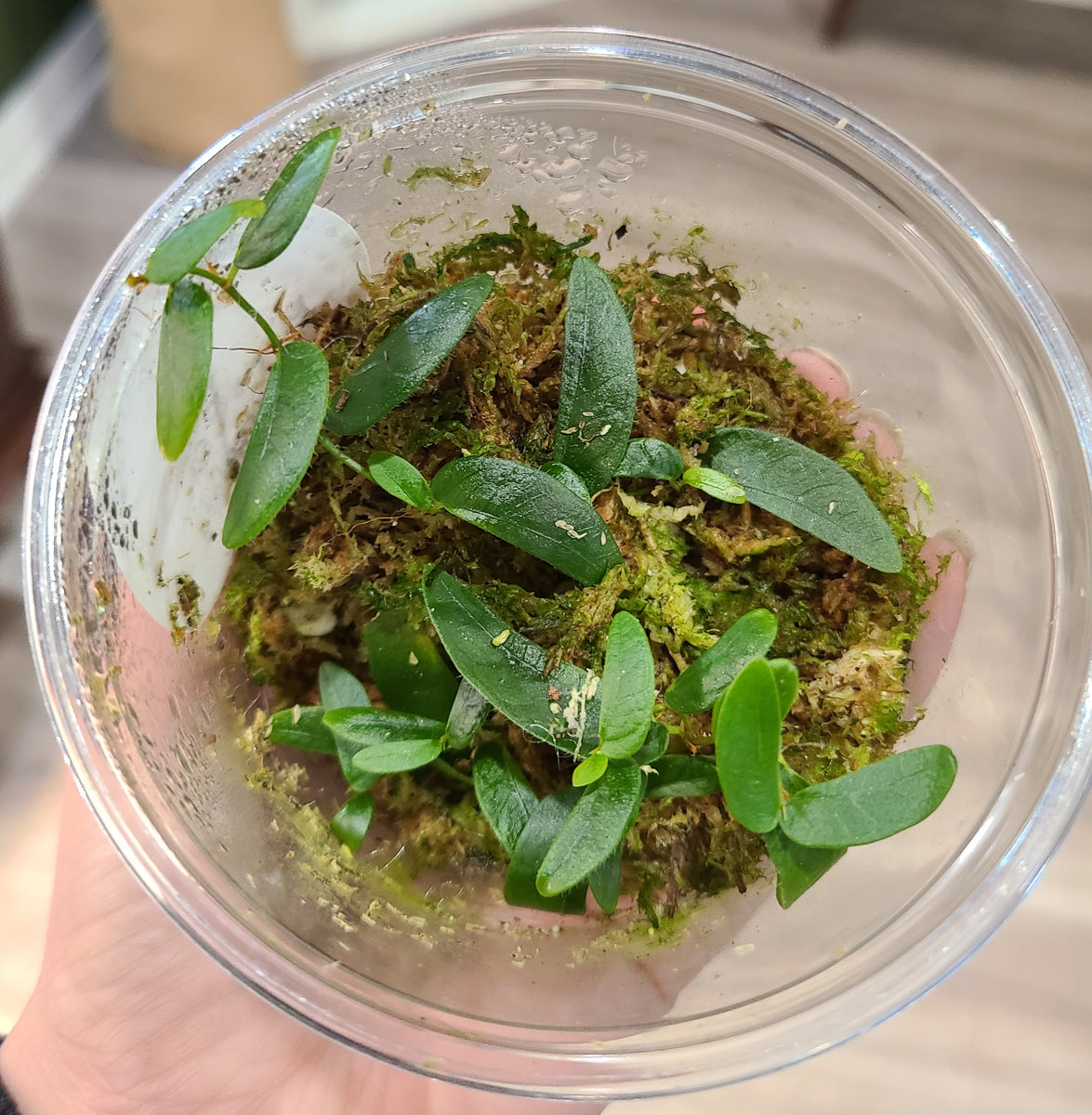 Ficus sp. Panama – Chlorophyll Culture