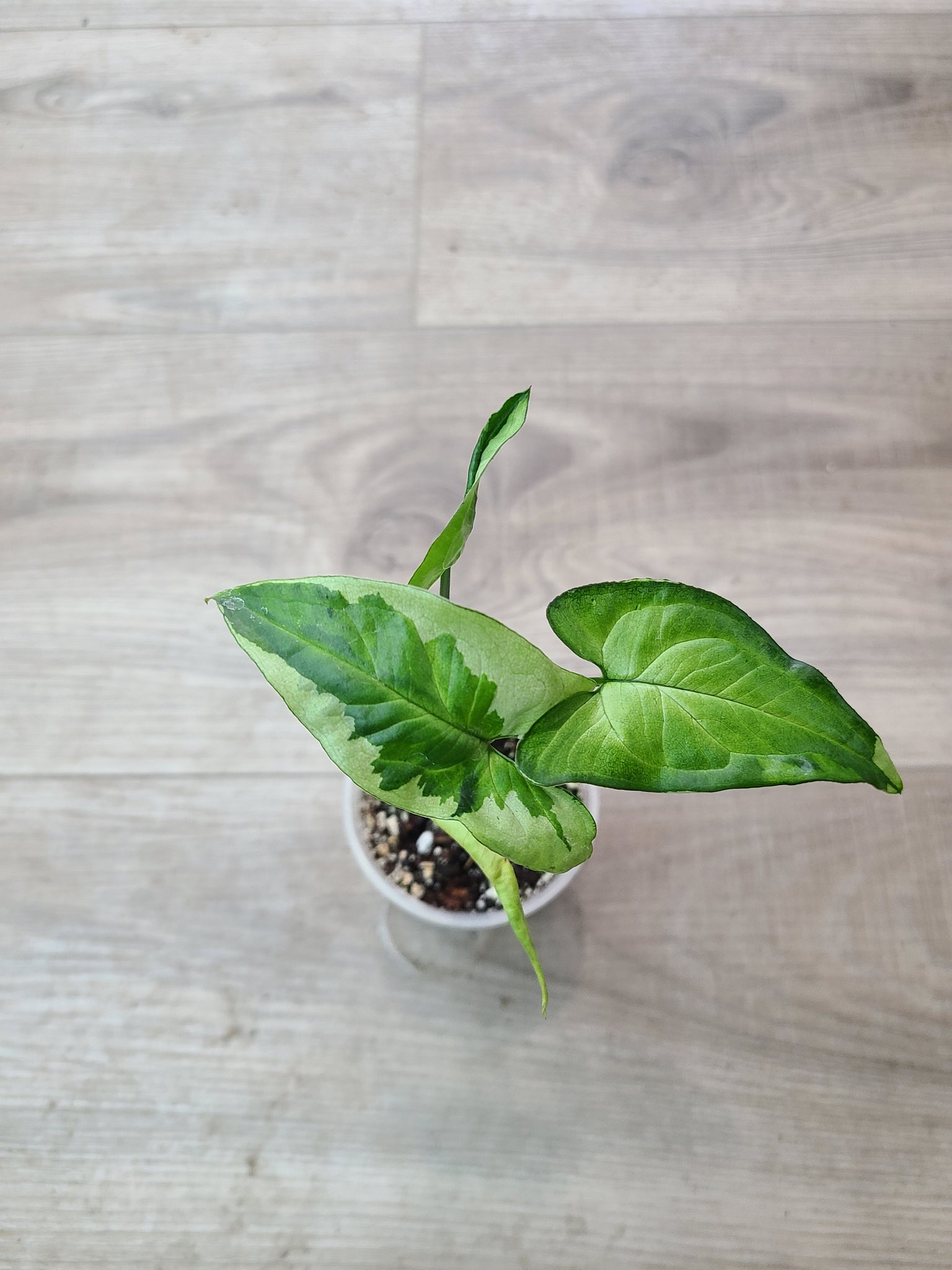 Syngonium Magic Marble – Chlorophyll Culture